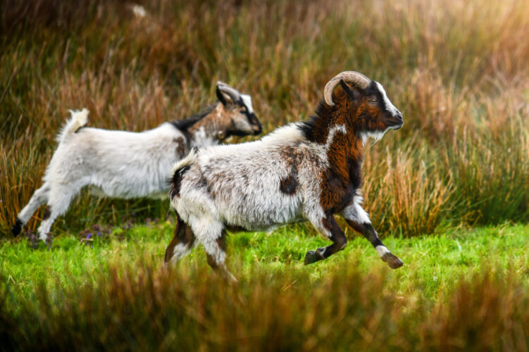 Goat Feet and Hoof Care - Grit